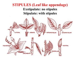 flower - it's types,aestivation and androecium and gynoecium | PPTX