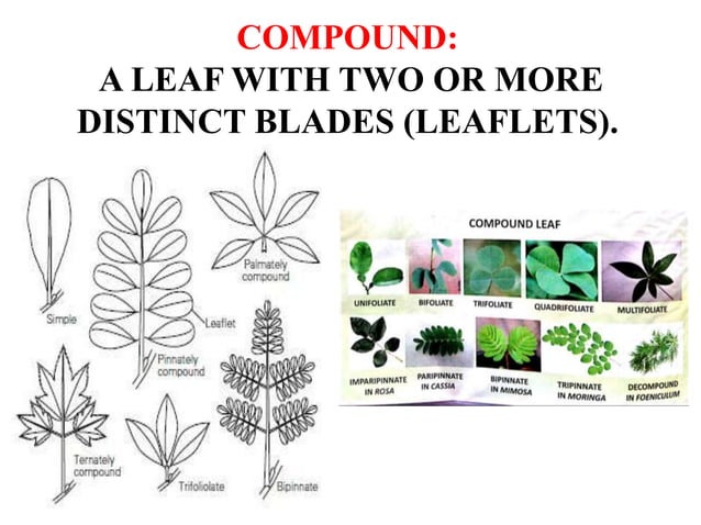flower - it's types,aestivation and androecium and gynoecium | PPTX