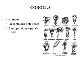 flower - it's types,aestivation and androecium and gynoecium | PPT