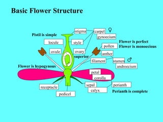 Flower | PPT