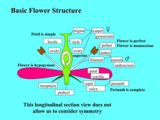 Flower | PPT