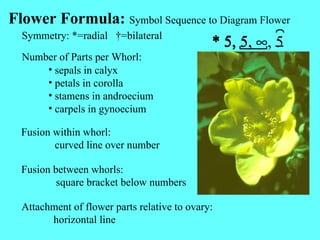 Flower | PPT