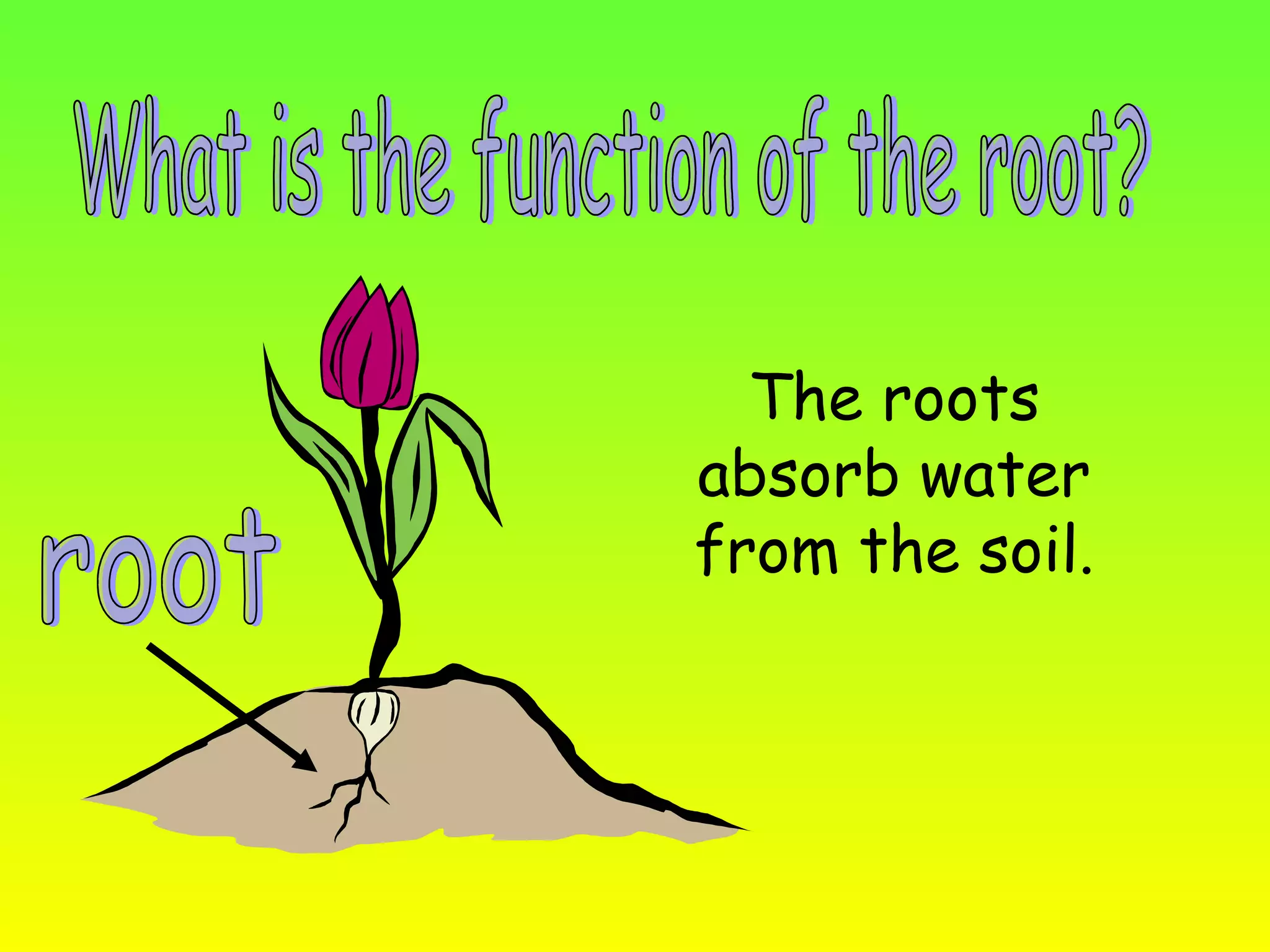 Parts of the plants | PPT