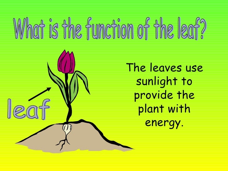 Parts Of The Plants Parts Of The Plants
