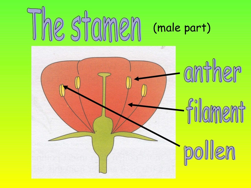 The Parts Of The Flowers The Parts Of The Flowers