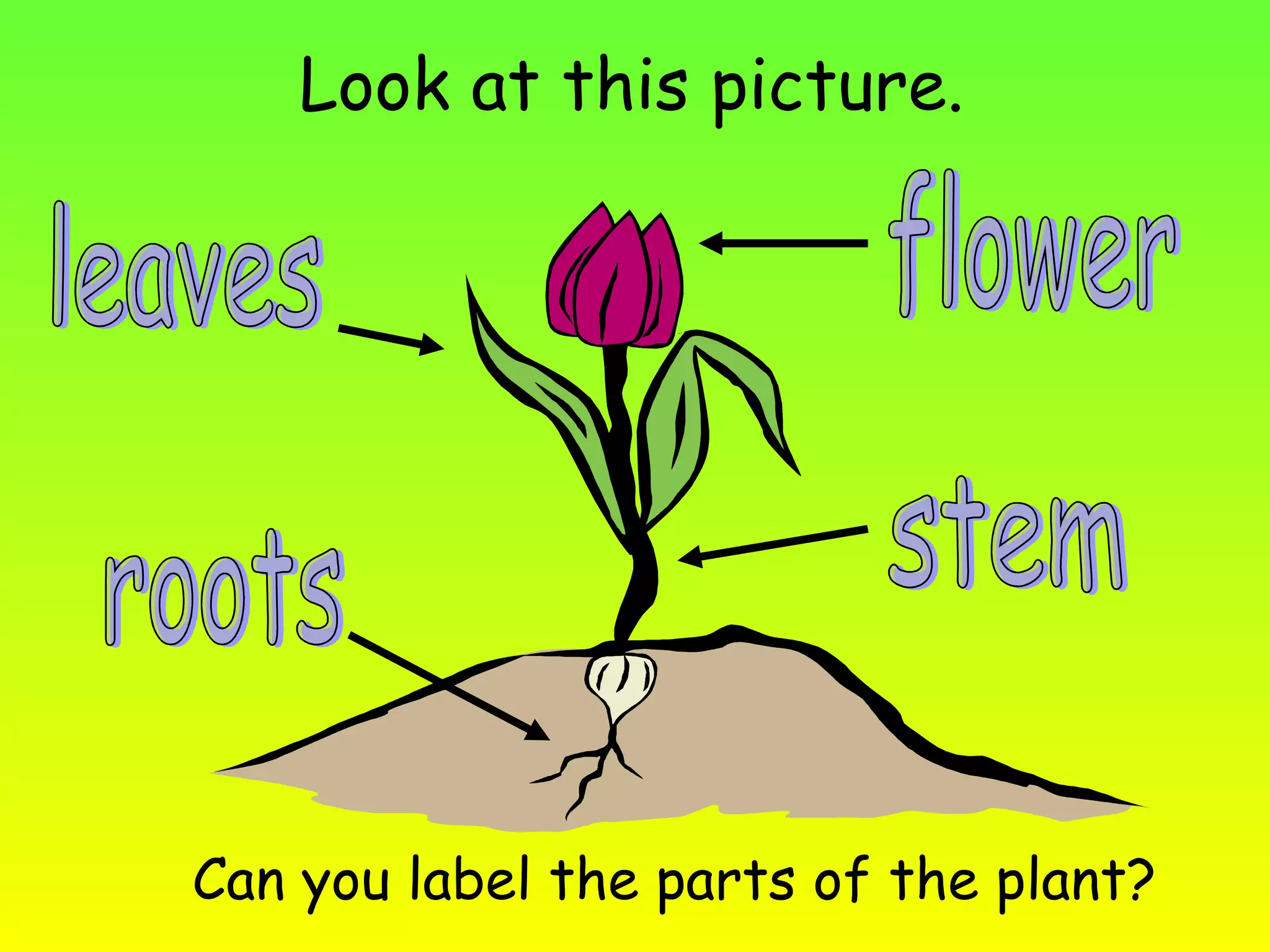 Parts of a plant | PPT | Gardening | Home & Garden