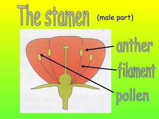 Parts of a Flower | PPT
