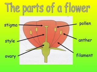 Parts of a Flower | PPT