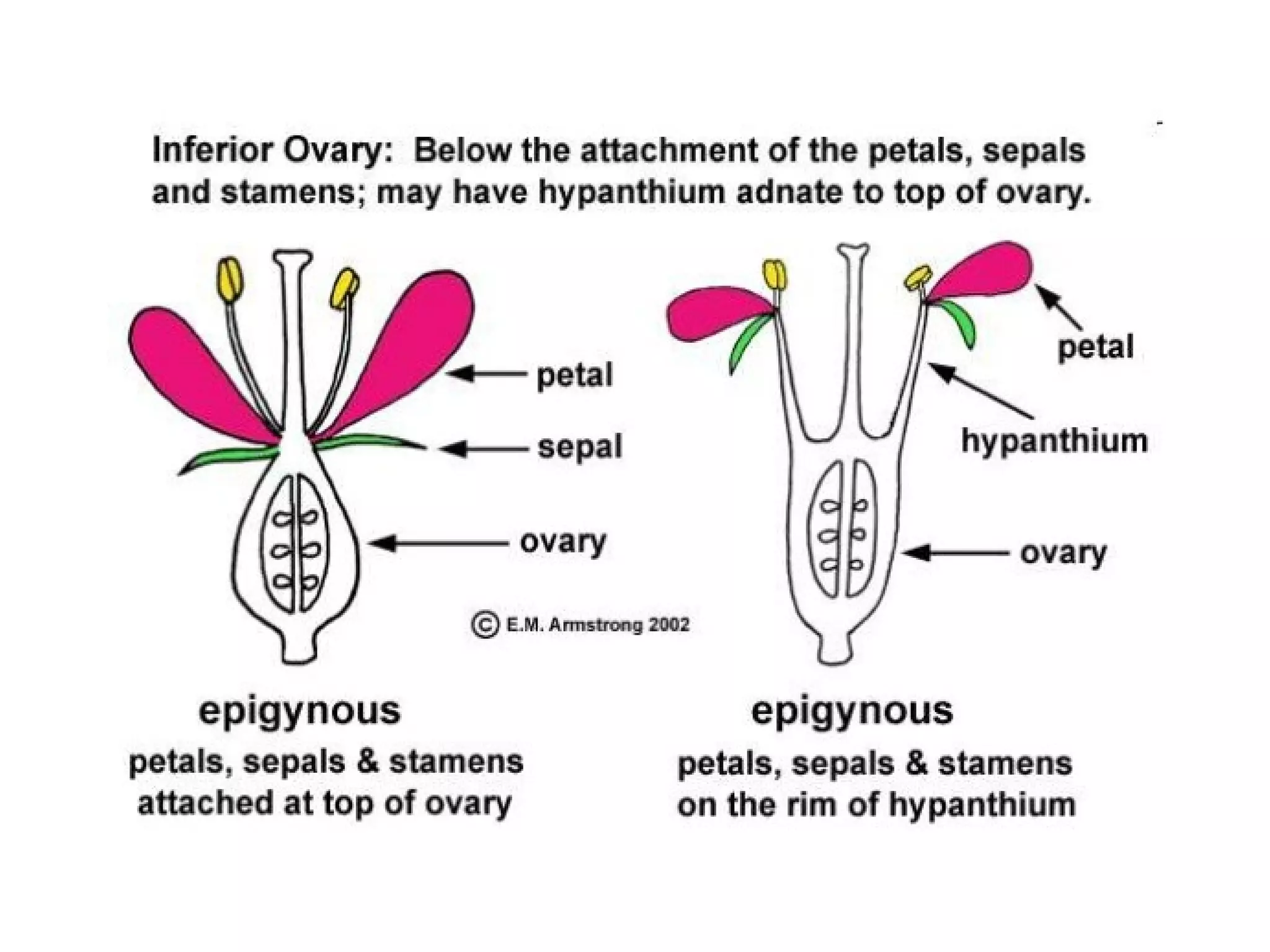 Flower structure and pollination mechanisms | PPT
