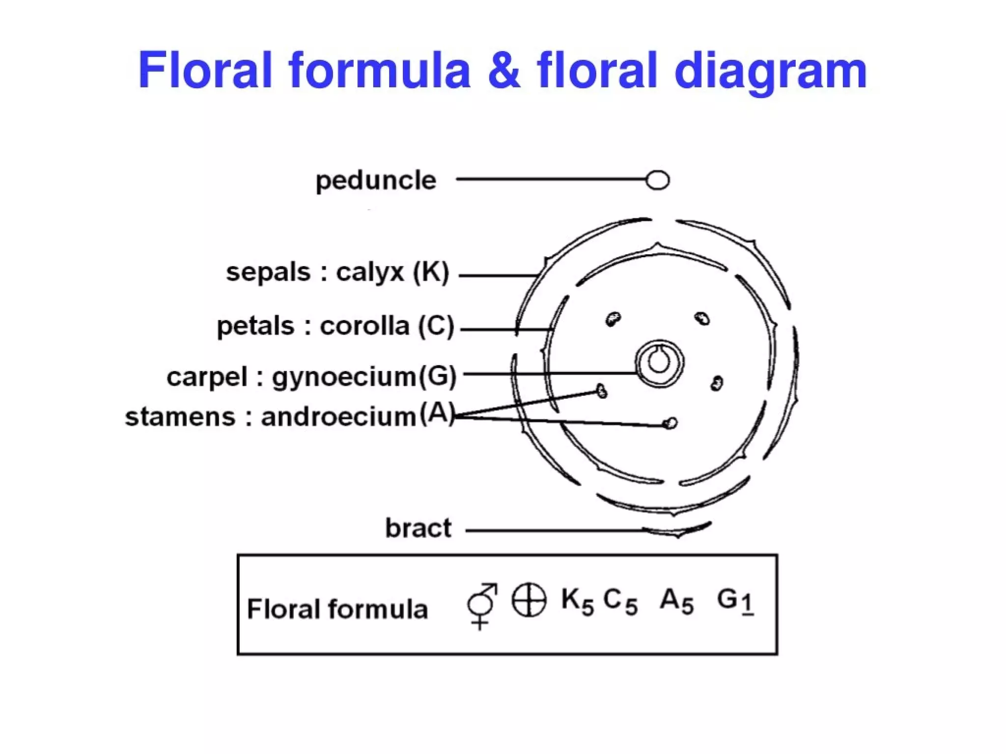 Flower structure and pollination mechanisms | PPT