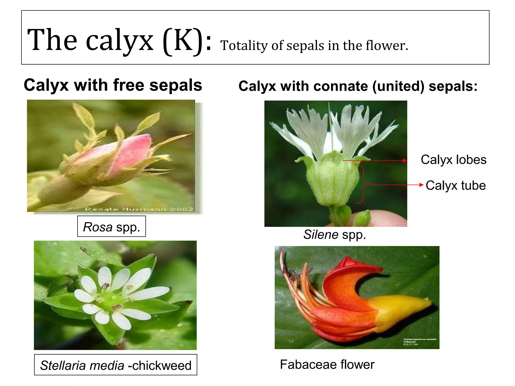 Flower structure and pollination mechanisms | PPT
