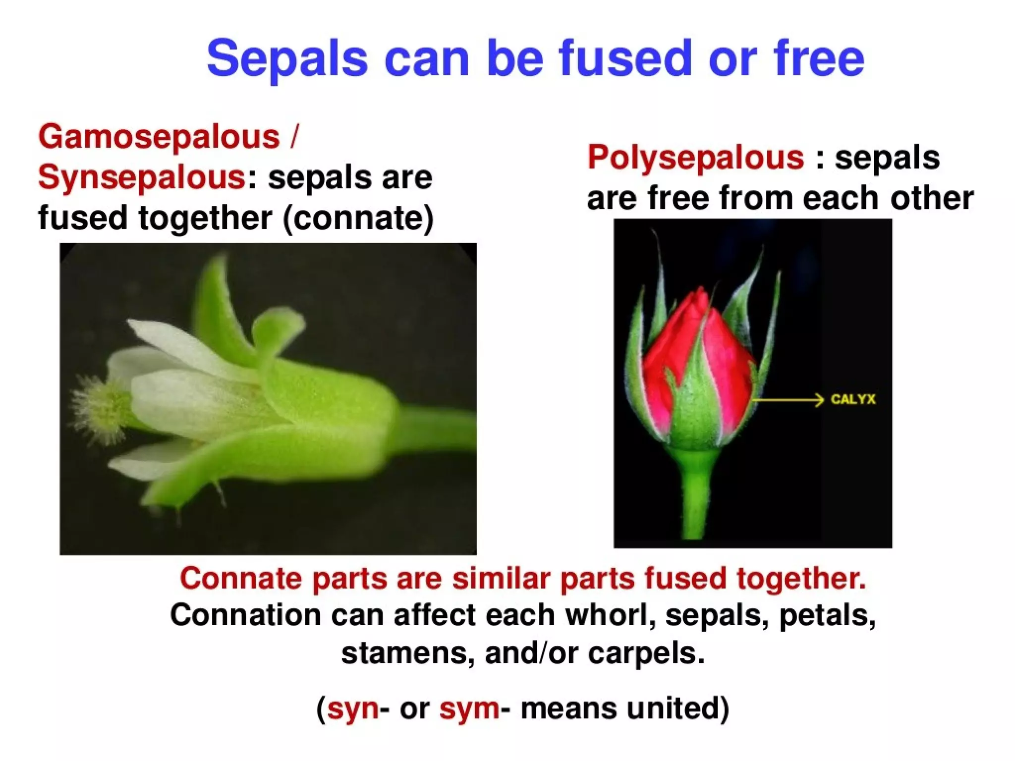 Flower structure and pollination mechanisms | PPT