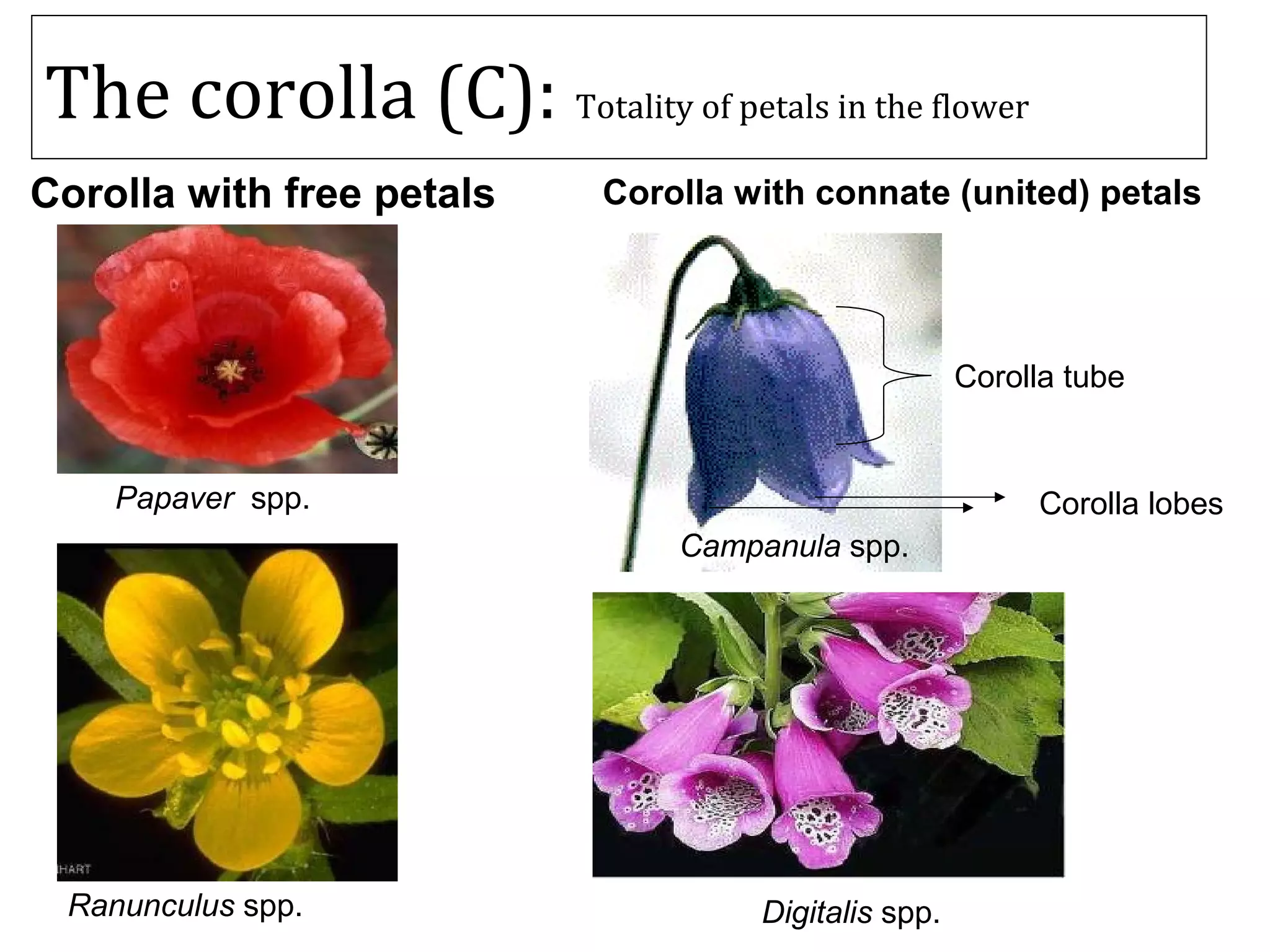 Flower structure and pollination mechanisms | PPT