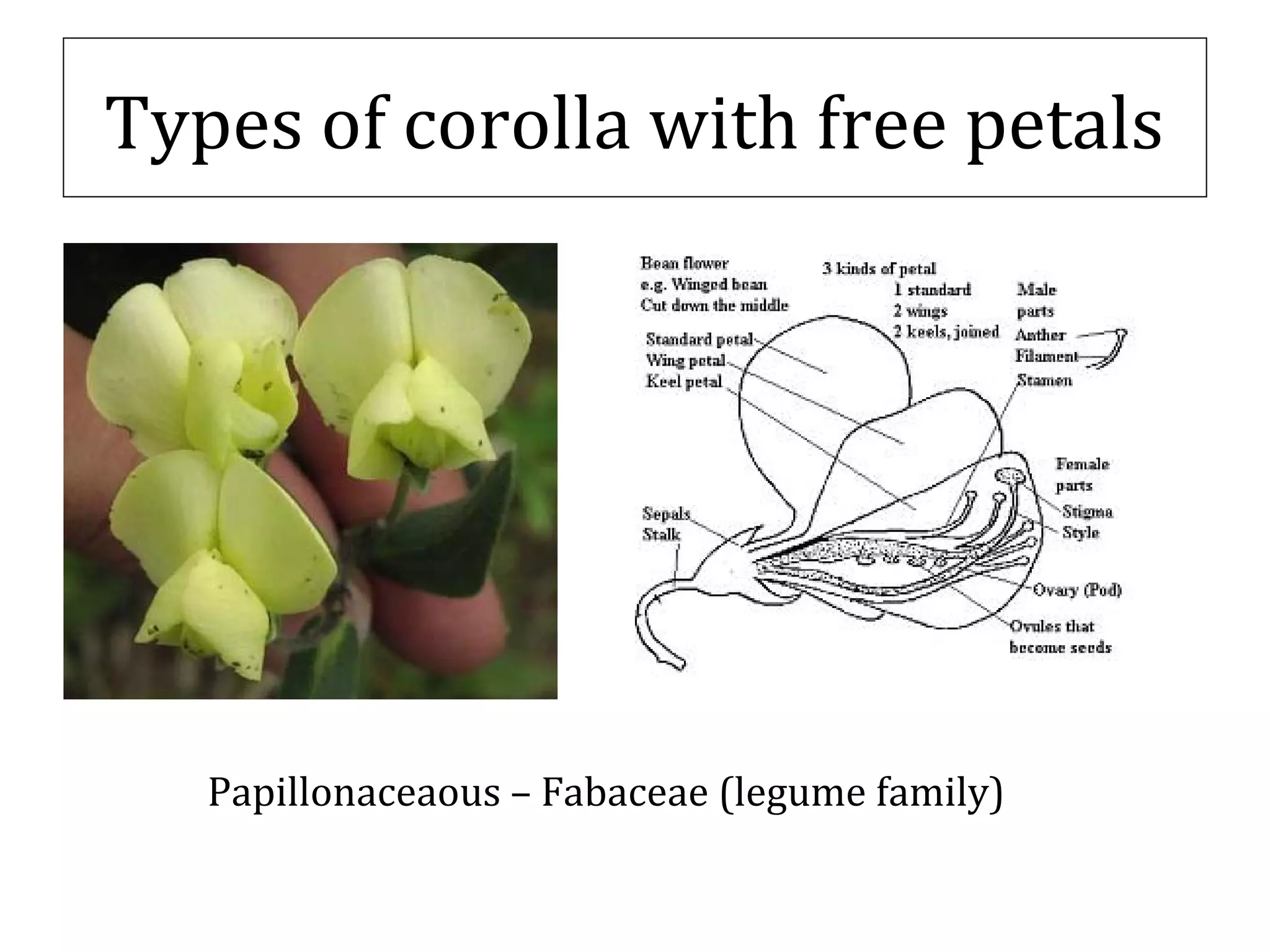Flower structure and pollination mechanisms | PPT