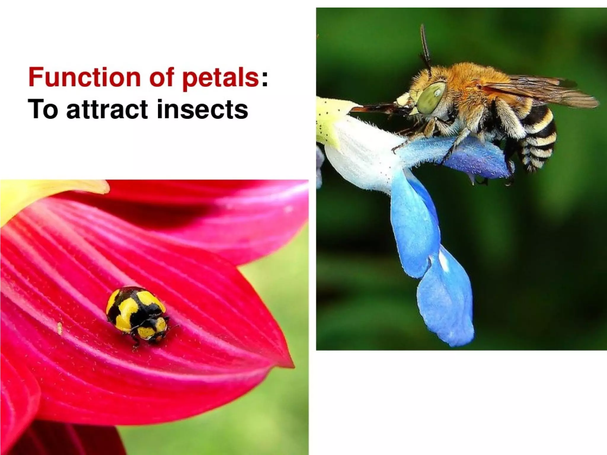 Flower structure and pollination mechanisms | PPT