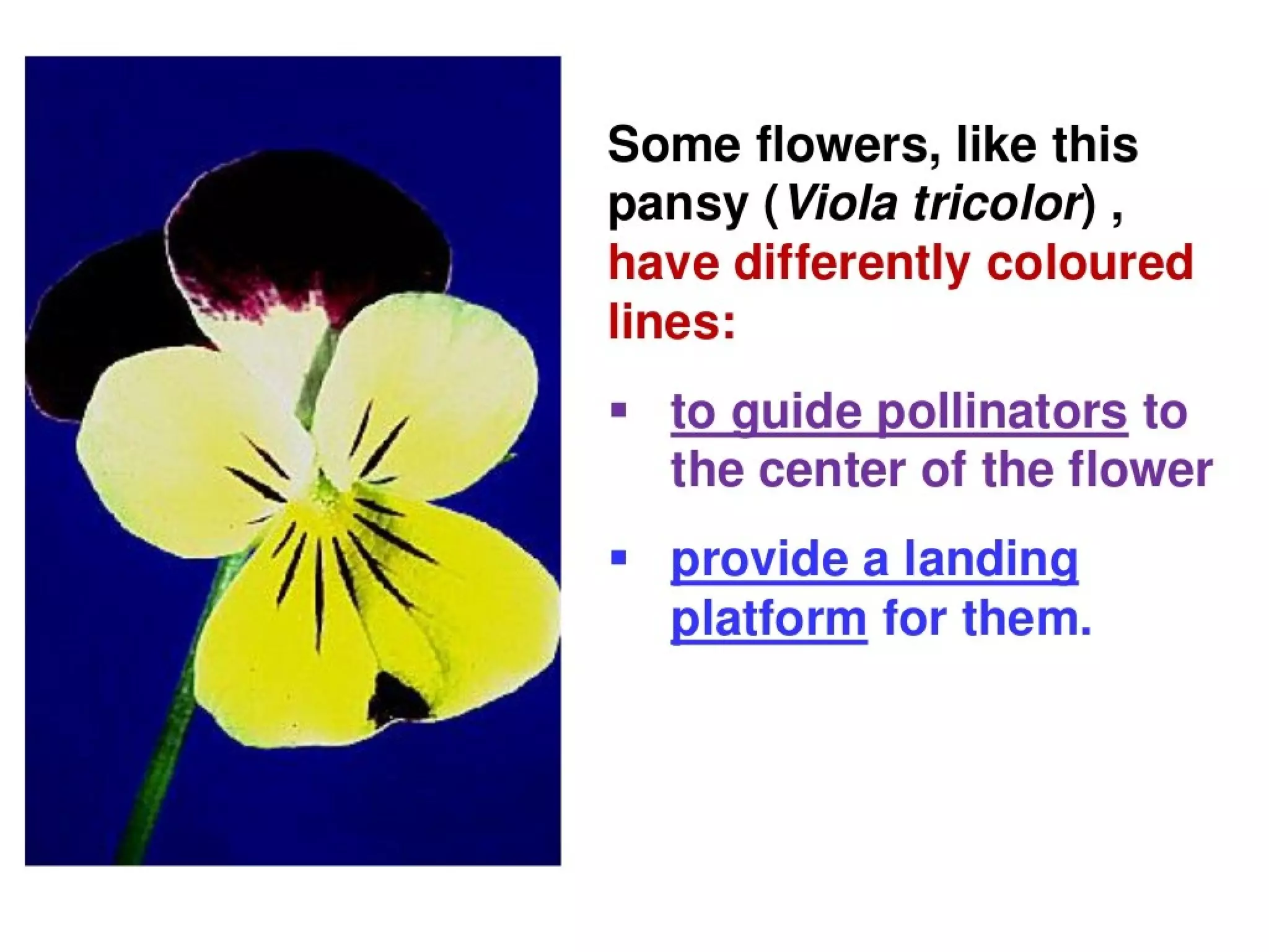 Flower structure and pollination mechanisms | PPT