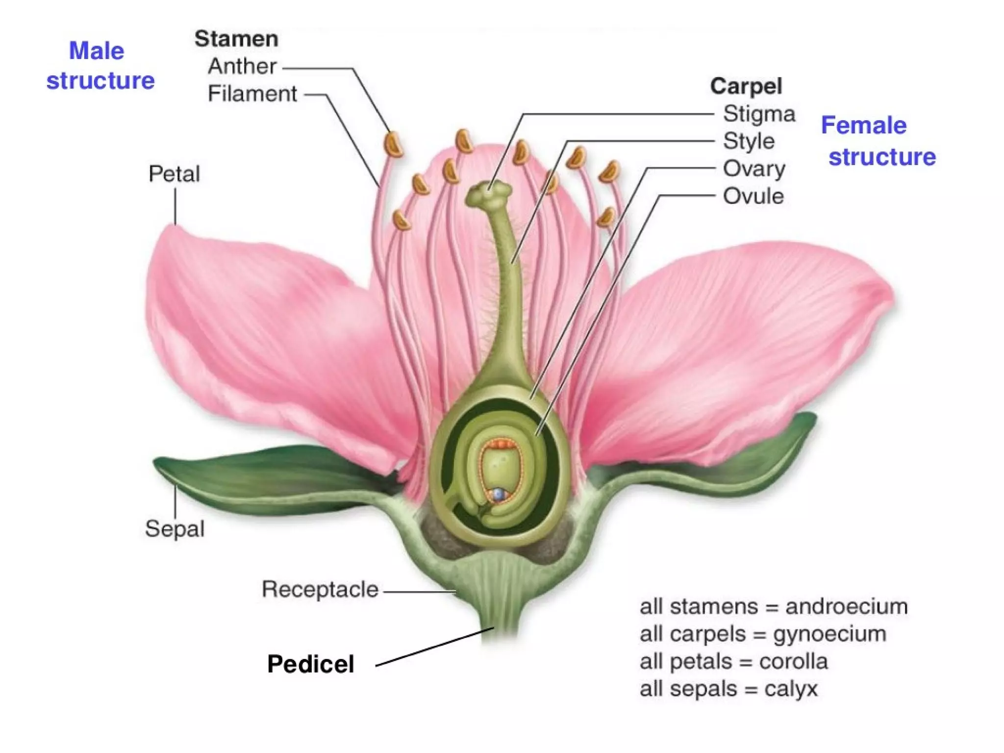 Flower structure and pollination mechanisms | PPT