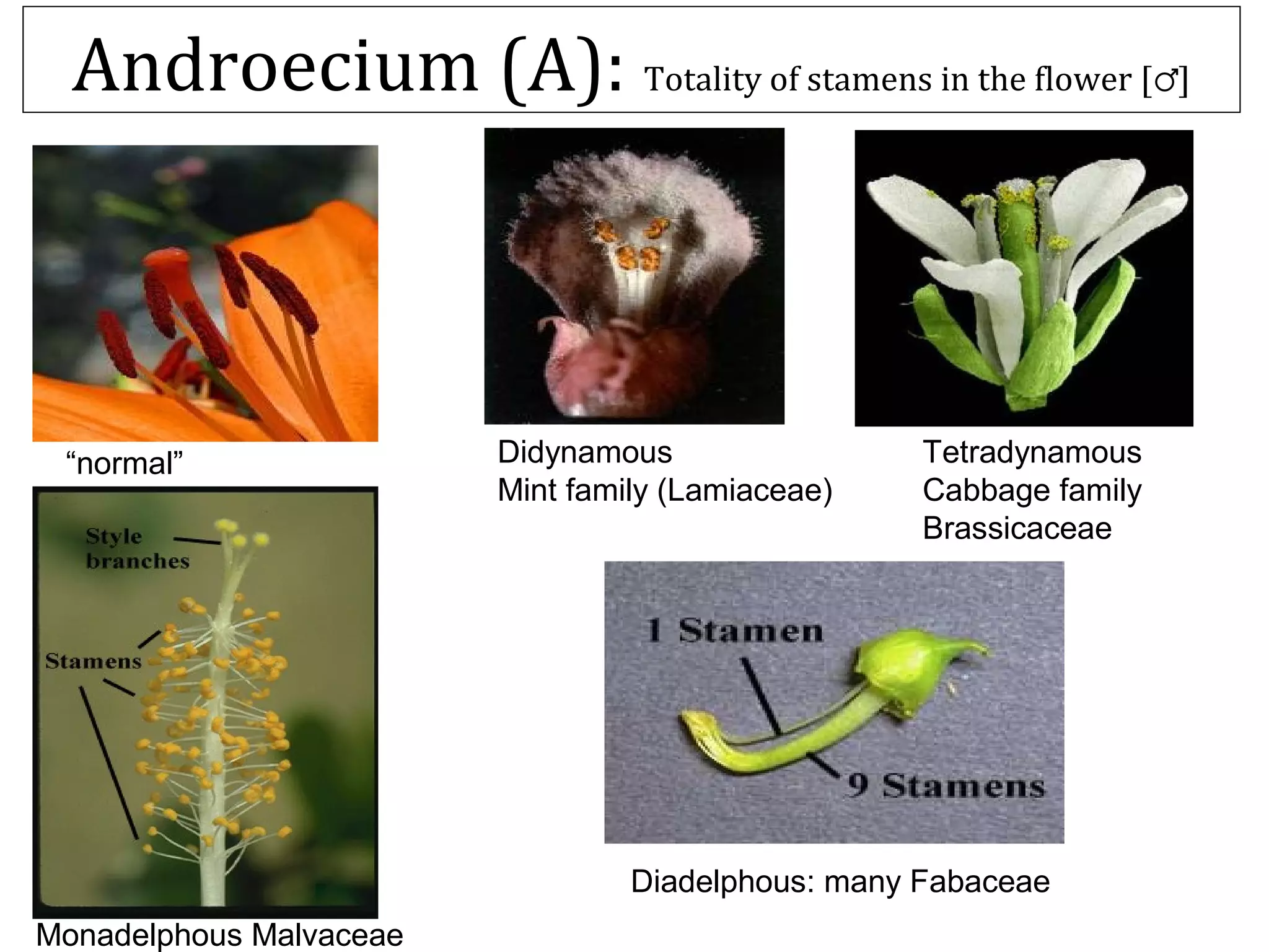 Flower structure and pollination mechanisms | PPT