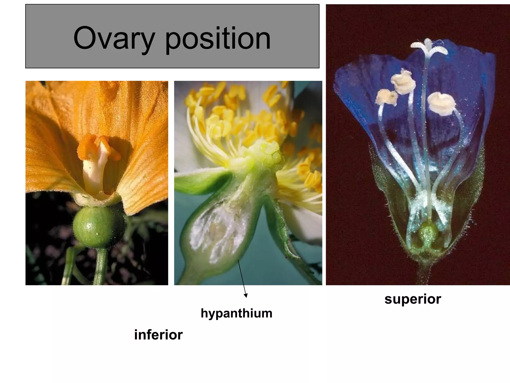 Flower structure and pollination mechanisms | PPT