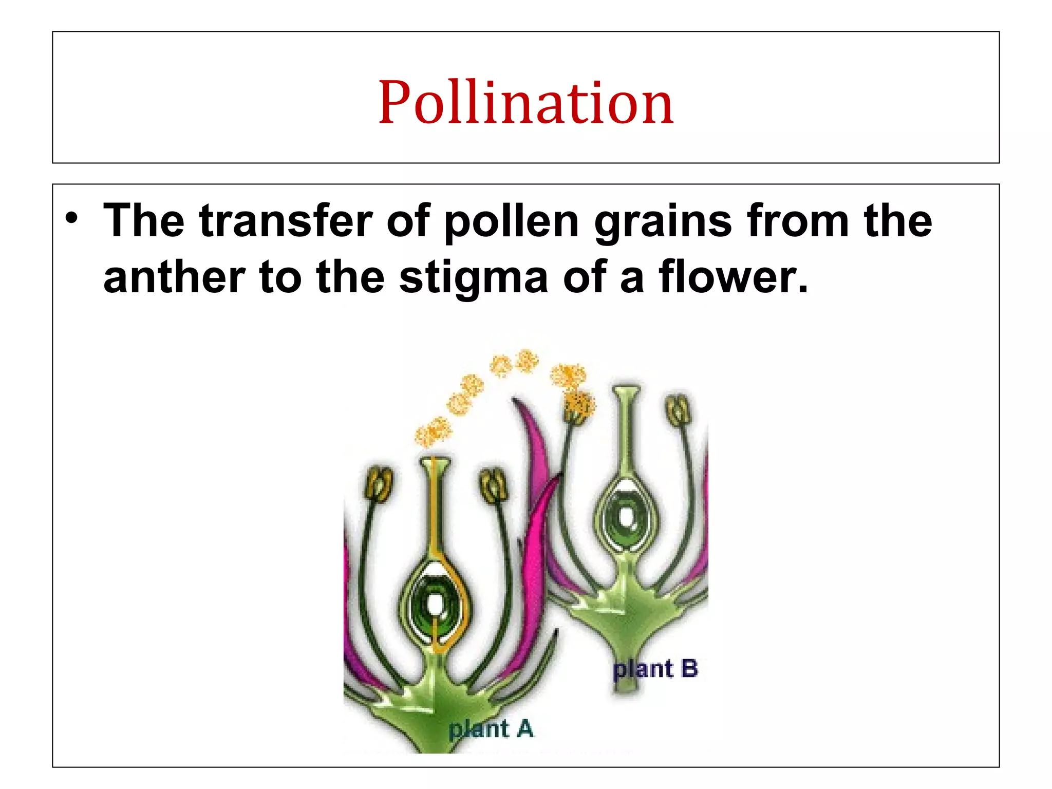Flower structure and pollination mechanisms | PPT