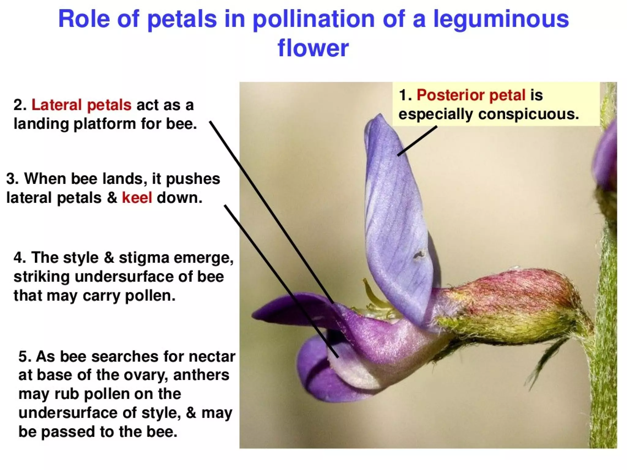 Flower structure and pollination mechanisms | PPT