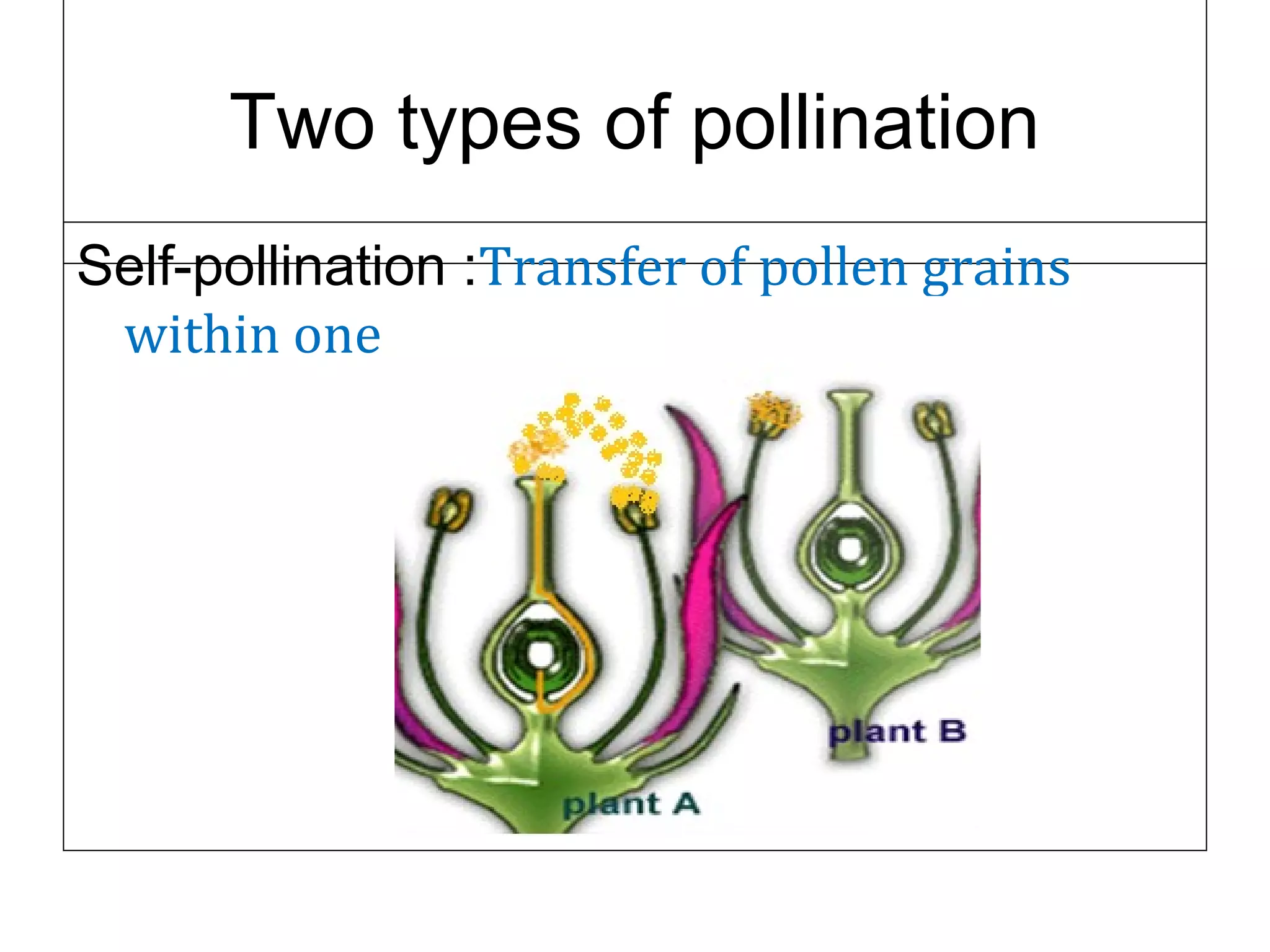 Flower structure and pollination mechanisms | PPT