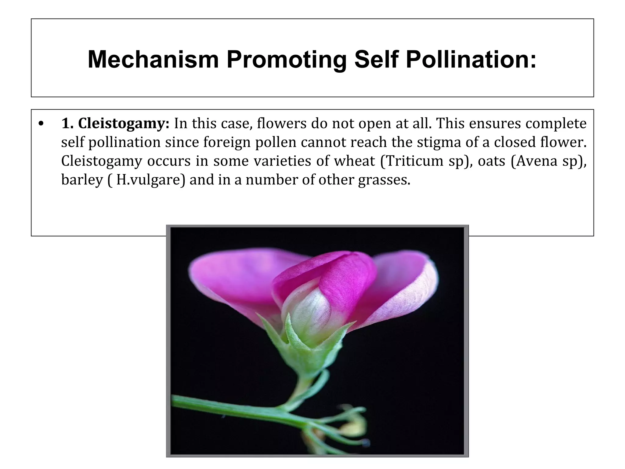 Flower structure and pollination mechanisms | PPT