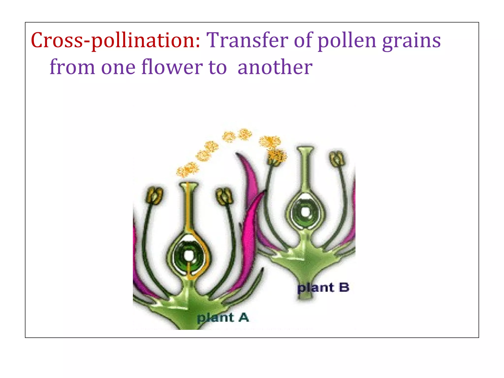 Flower structure and pollination mechanisms | PPT