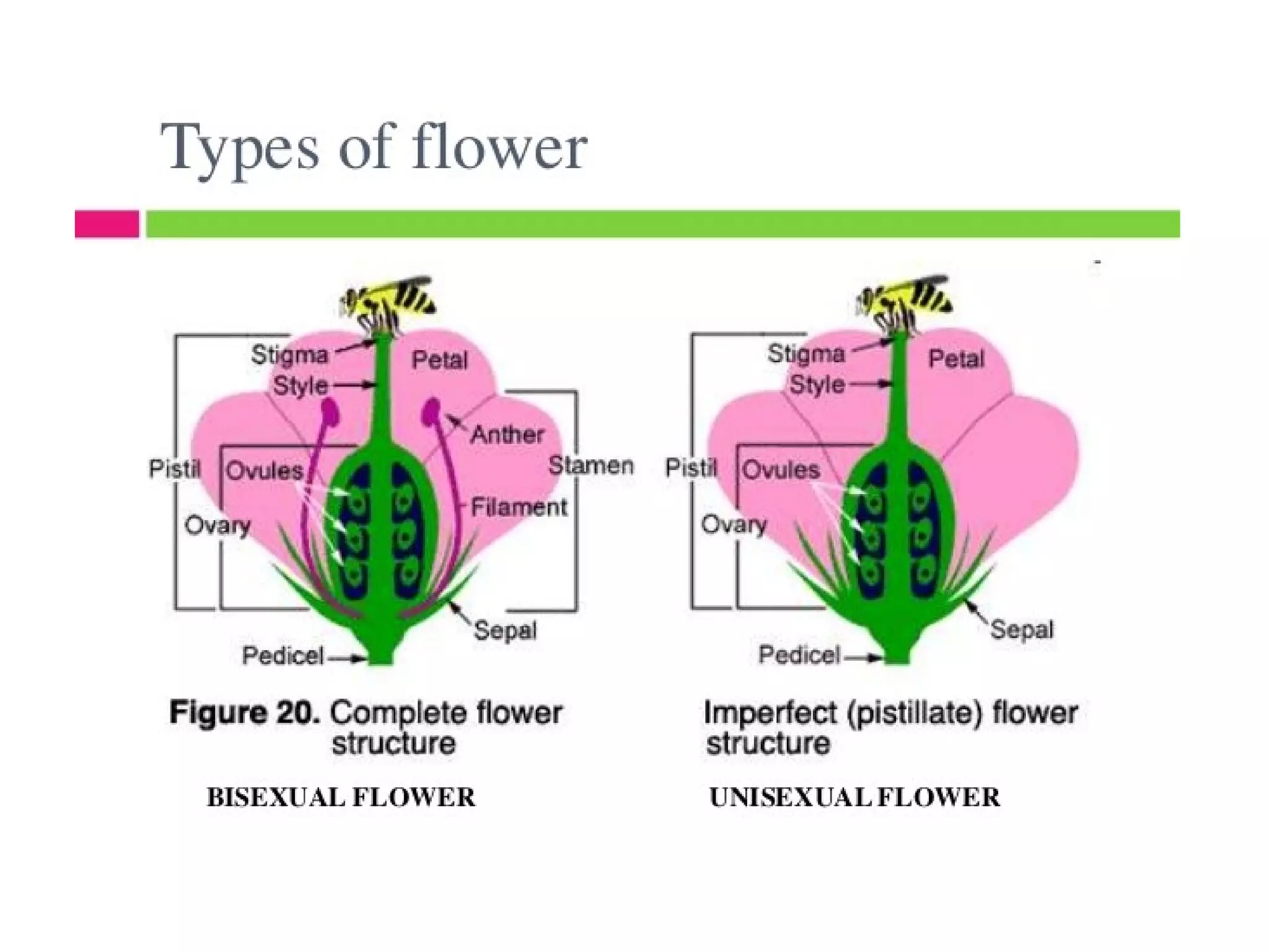 Flower structure and pollination mechanisms | PPT