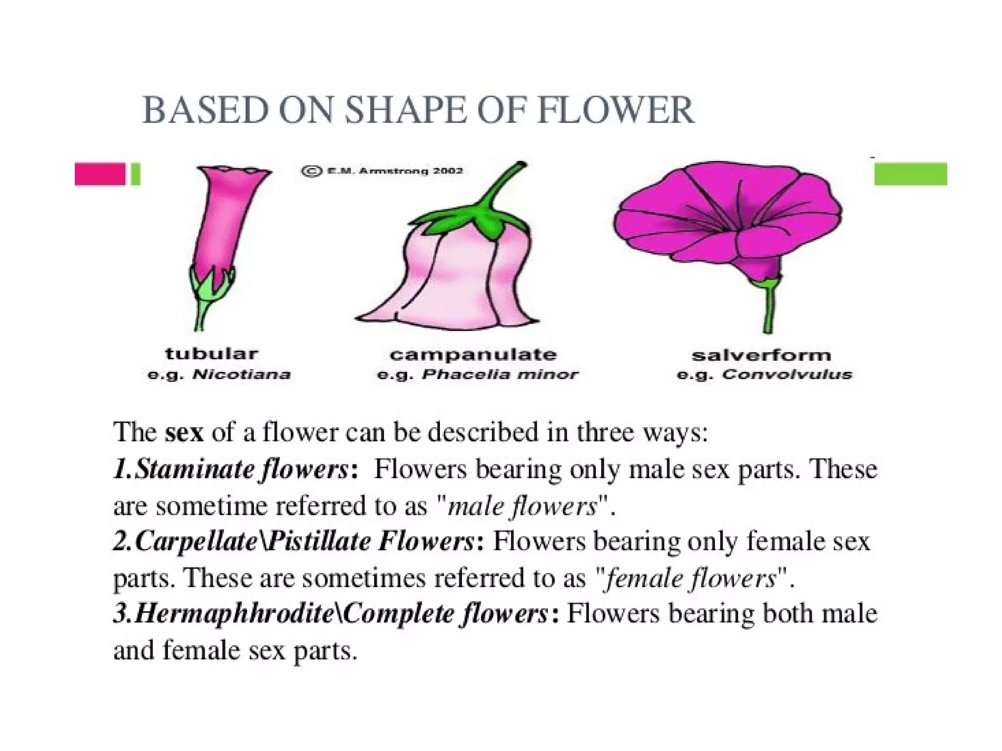 Flower structure and pollination mechanisms | PPT