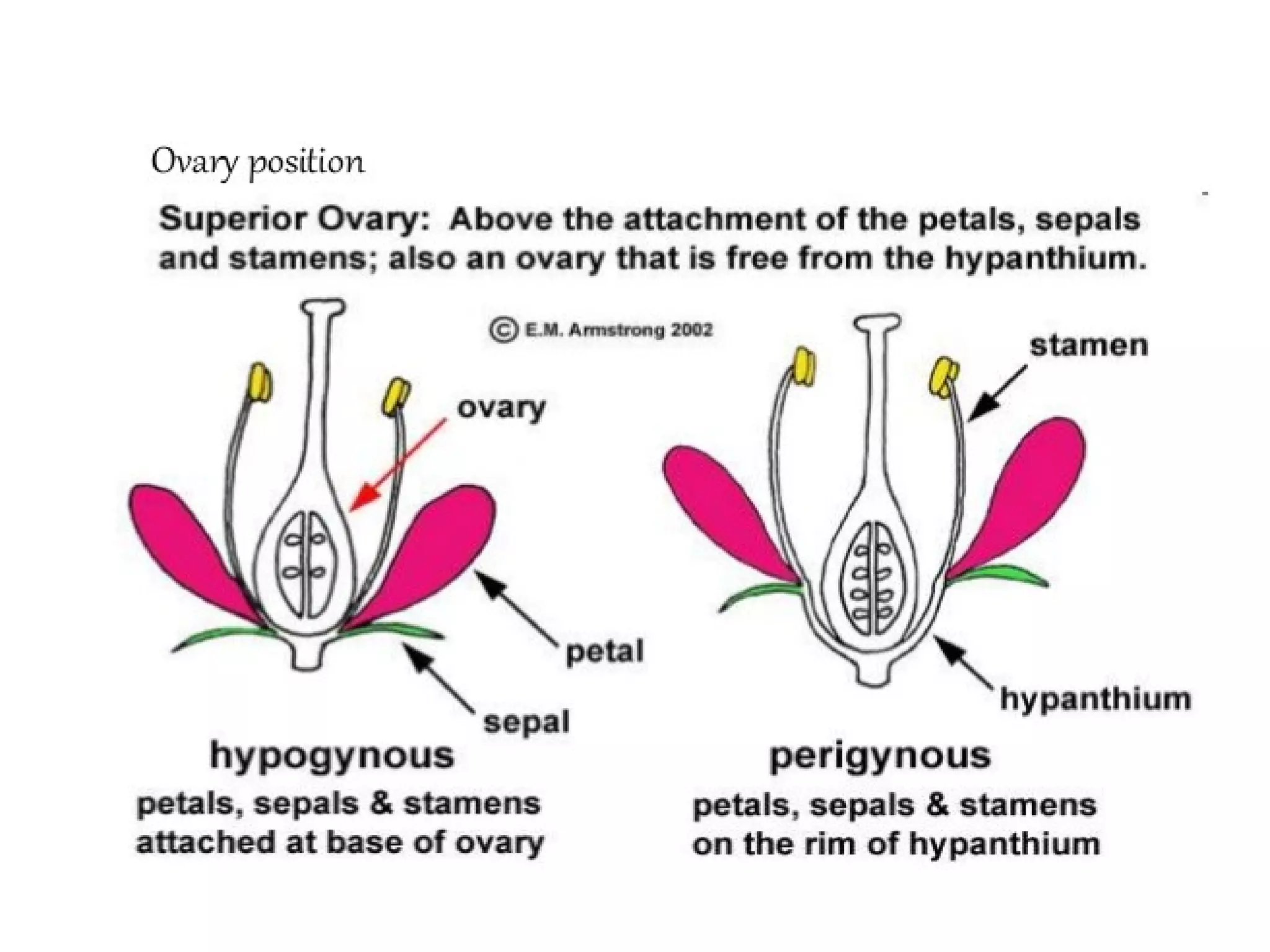 Flower structure and pollination mechanisms | PPT