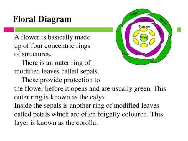 Flower structure and pollination mechanisms | PPT