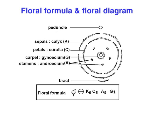 Flower structure and pollination mechanisms | PPT