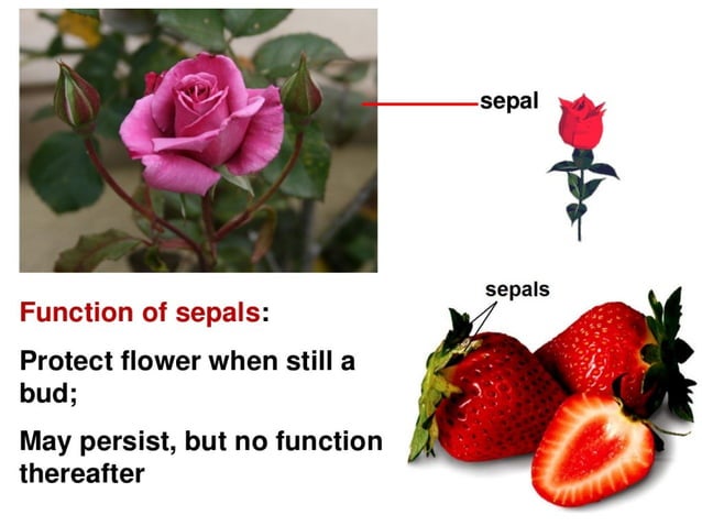 Flower structure and pollination mechanisms | PPT