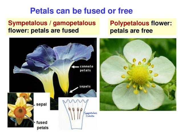 Flower structure and pollination mechanisms | PPT