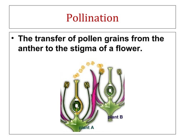 Flower structure and pollination mechanisms | PPT