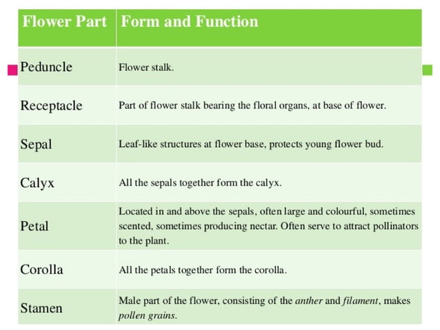 Flower structure and pollination mechanisms | PPT