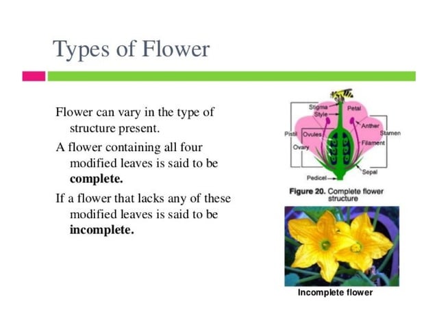 Flower structure and pollination mechanisms | PPT