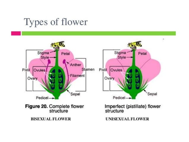 Flower structure and pollination mechanisms | PPT