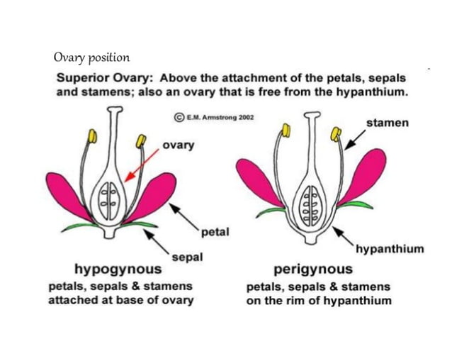 Flower structure and pollination mechanisms | PPT