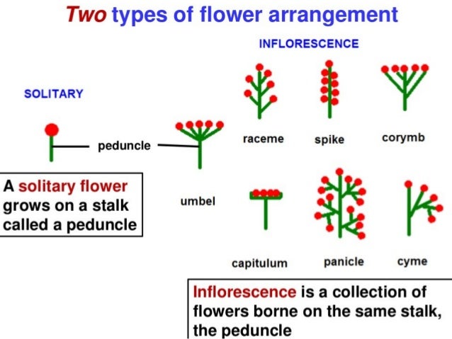 Flower structure and pollination mechanisms