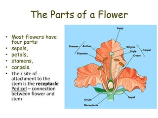 Flower | PPT