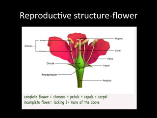 Ebracteate Flowers