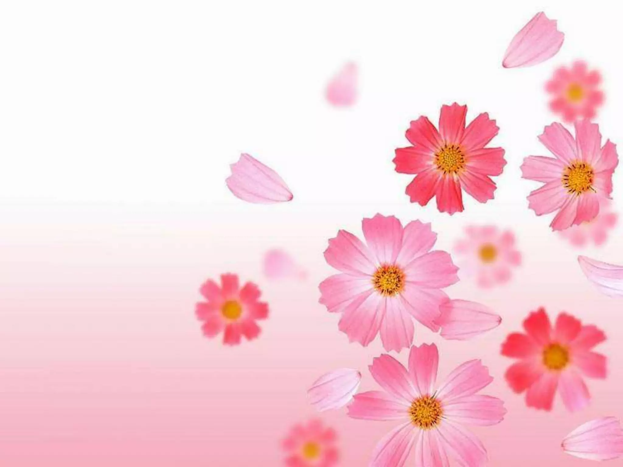 Beautiful Nature Flowers Slide Show | PPT