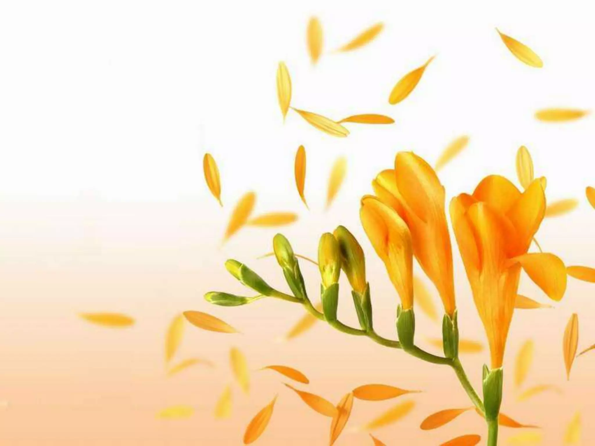 Beautiful Nature Flowers Slide Show | PPT