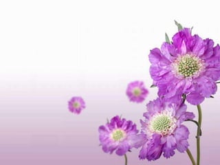 Beautiful Nature Flowers Slide Show | PPT