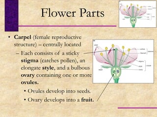 Flower.ppt