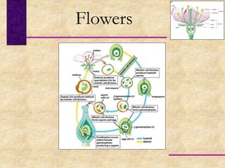 Flower.ppt