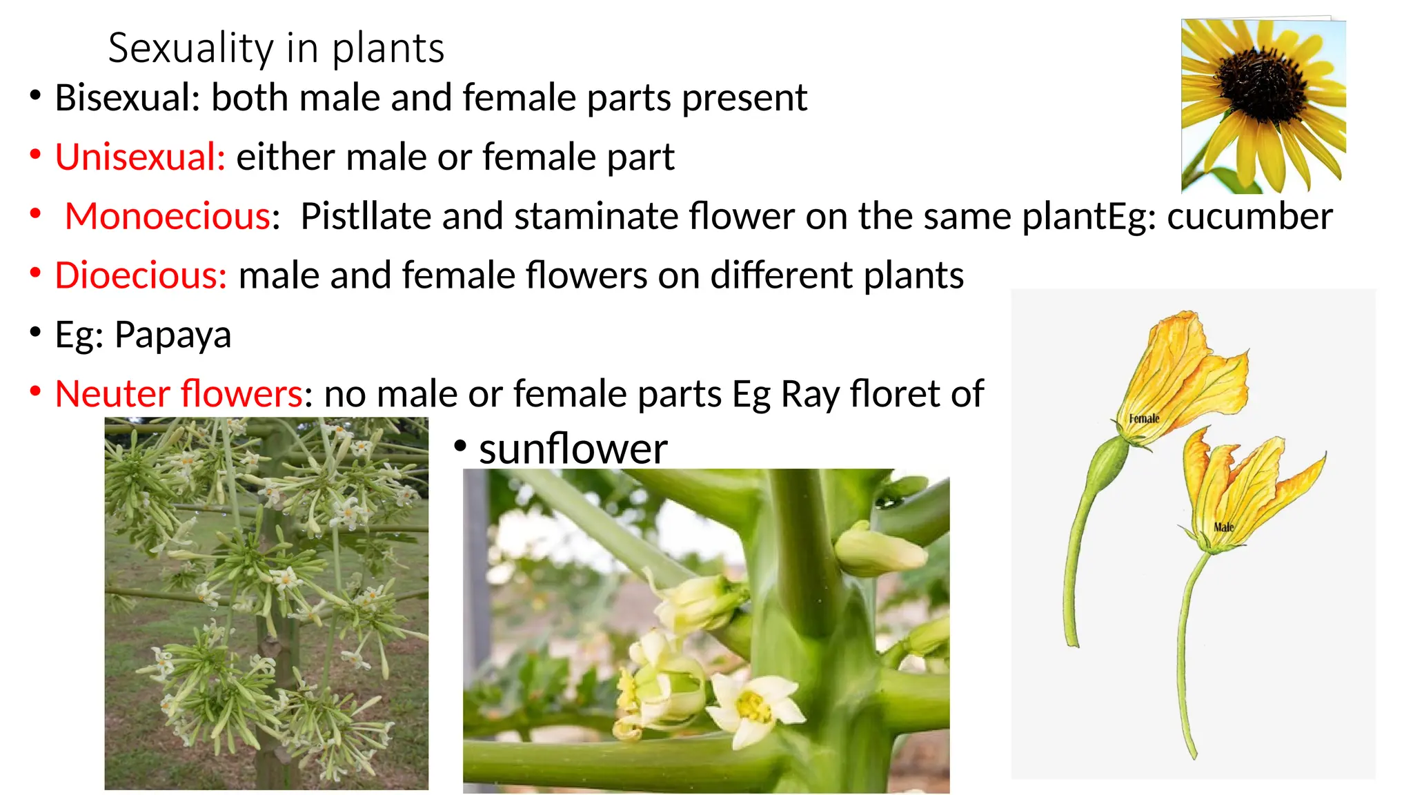 FLOWER class 9 ICSE Class9 detailed.pptx