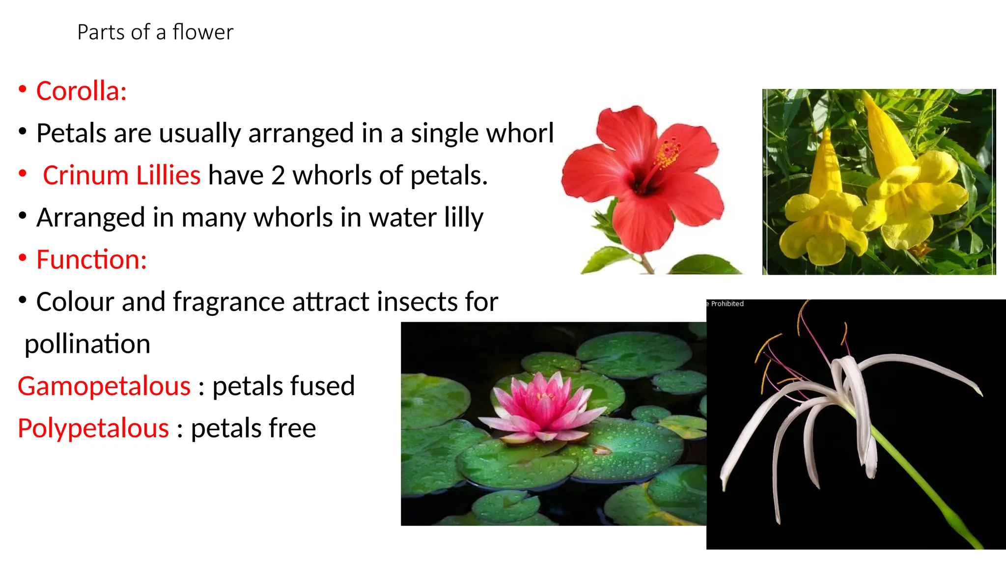 FLOWER class 9 ICSE Class9 detailed.pptx